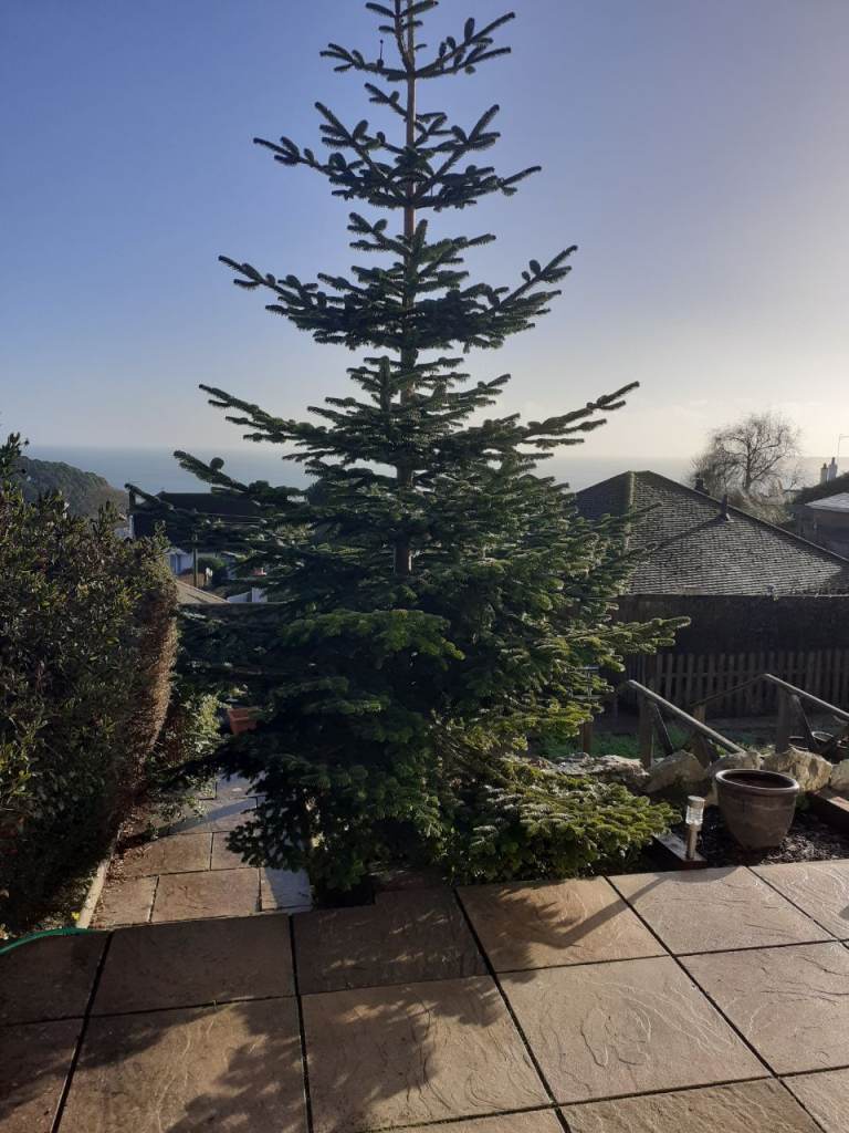 REAL CHRISTMAS TREE | in Preston, Devon | Gumtree