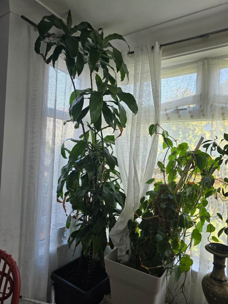 House plants | in Fishponds, Bristol | Gumtree