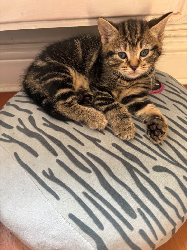 kittens two reserved 1 girl left | in Alfreton, Derbyshire | Gumtree
