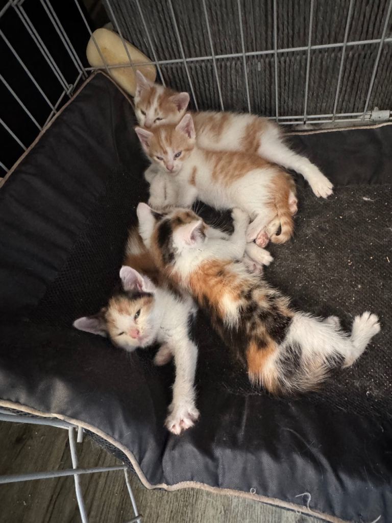 Beautiful kittens | in Tooting, London | Gumtree