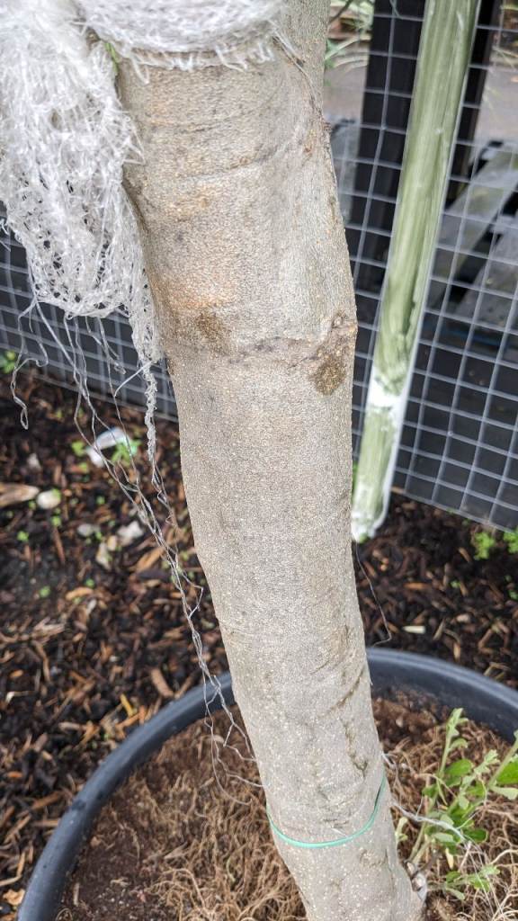 Full Crown Olive Tree 7ft 🫒 RRP £600 | in Croydon, London | Gumtree