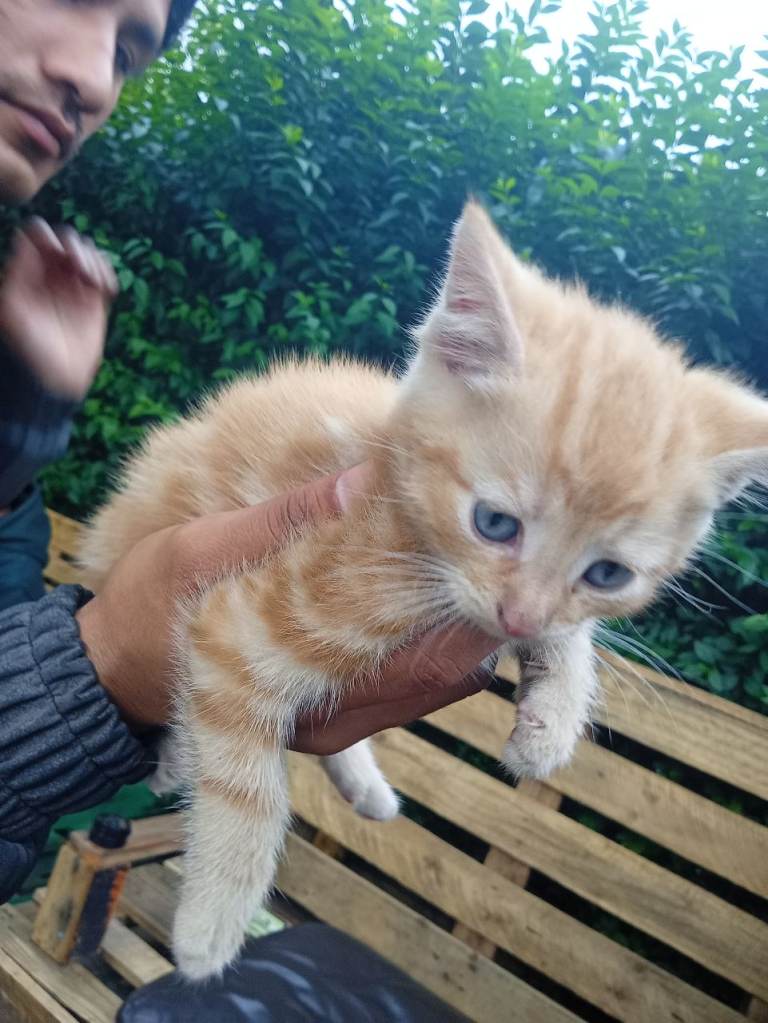 Kittens | in Wolverhampton, West Midlands | Gumtree