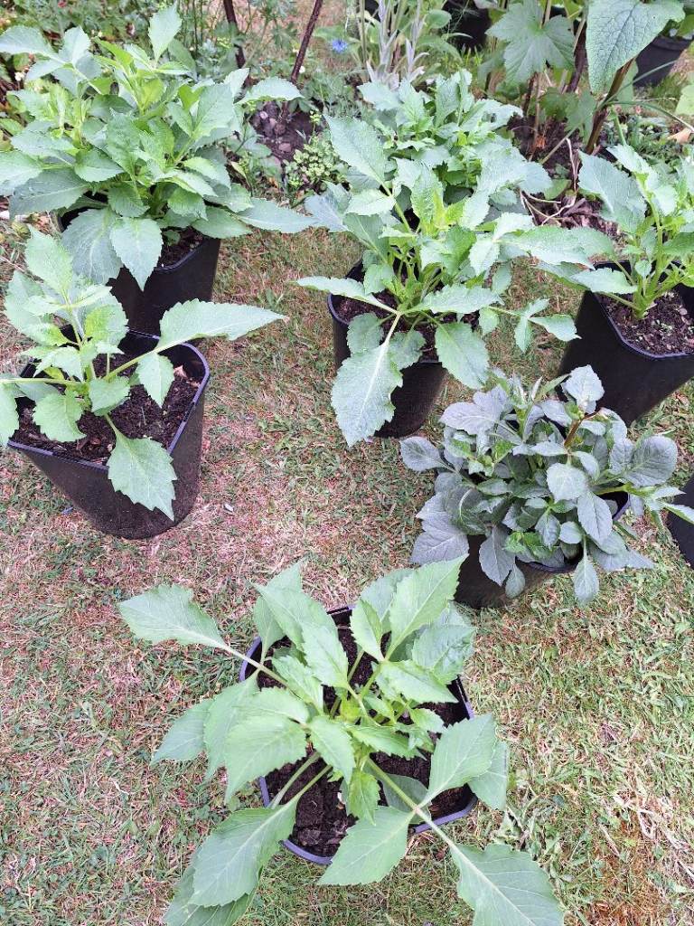 Plant perennial Dahlia 3 for £10.00, £4.00 for Sale in Coventry, West ...