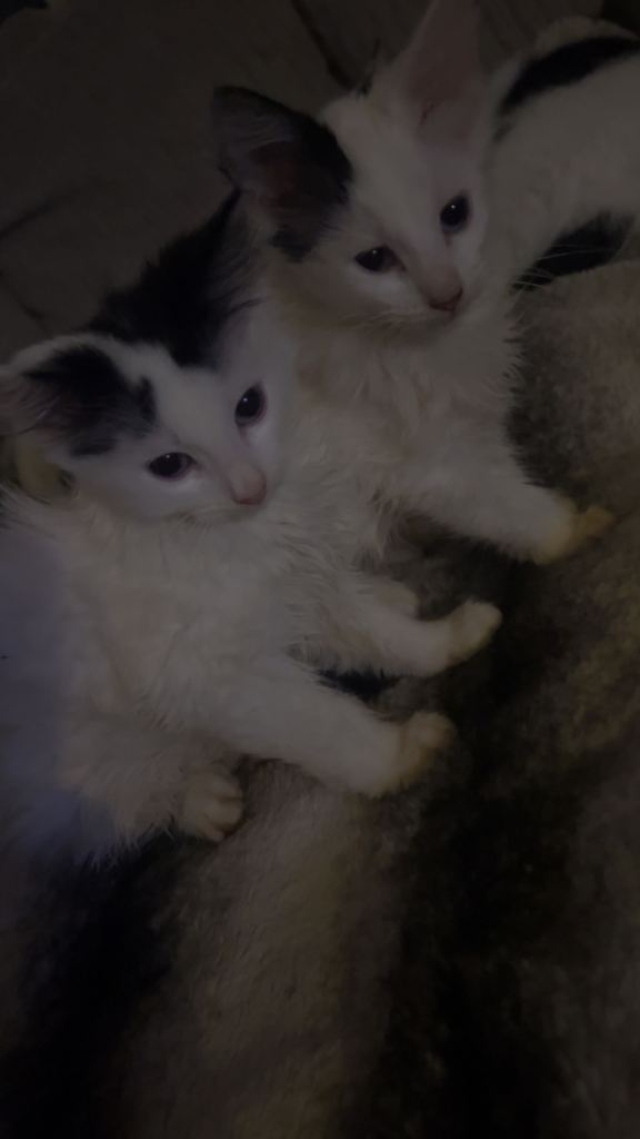 2 white russian mixed kittens (males) | in Newcastle, Tyne and Wear ...