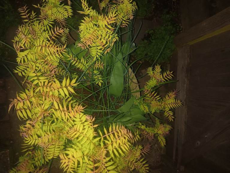 Bulbs & Colour changing shrub Sorbaria sorbifolia plant with bulbs ...