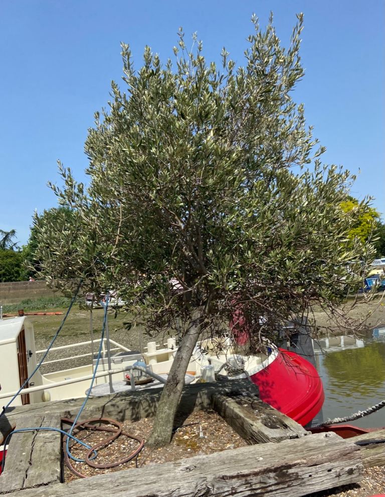 Mature healthy olive tree , £350.00 for Sale in Loughborough ...