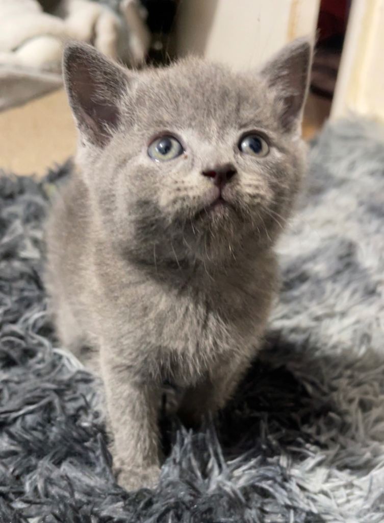 Kittens ready to leave | in High Wycombe, Buckinghamshire | Gumtree