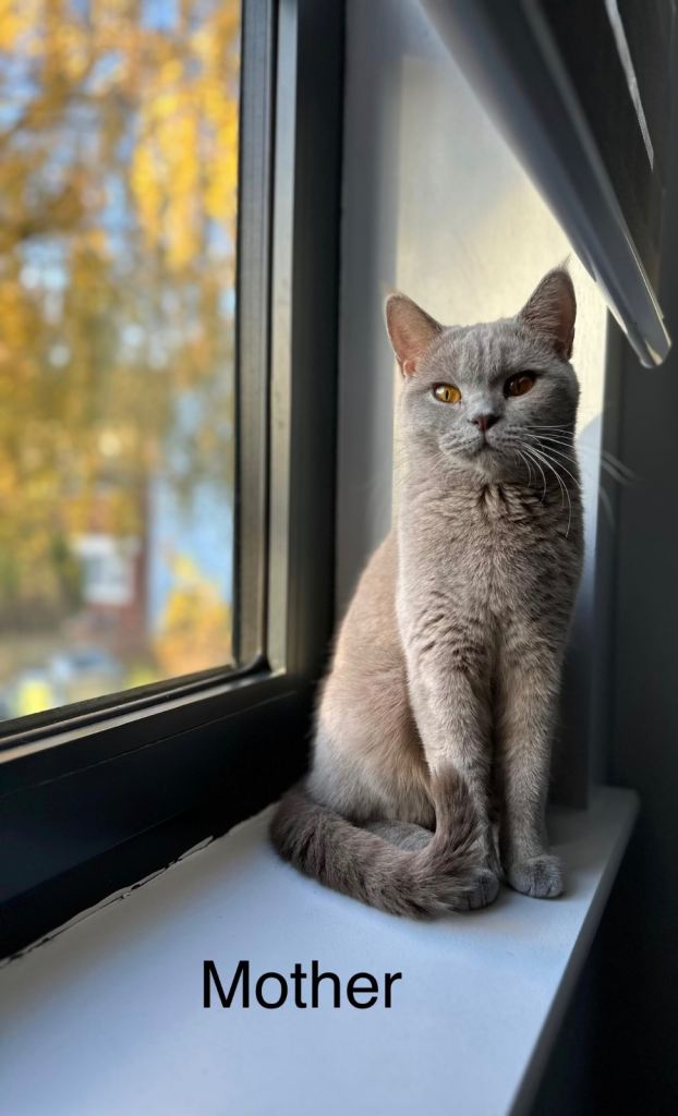 Adorable BSH kitties | in Barnet, London | Gumtree