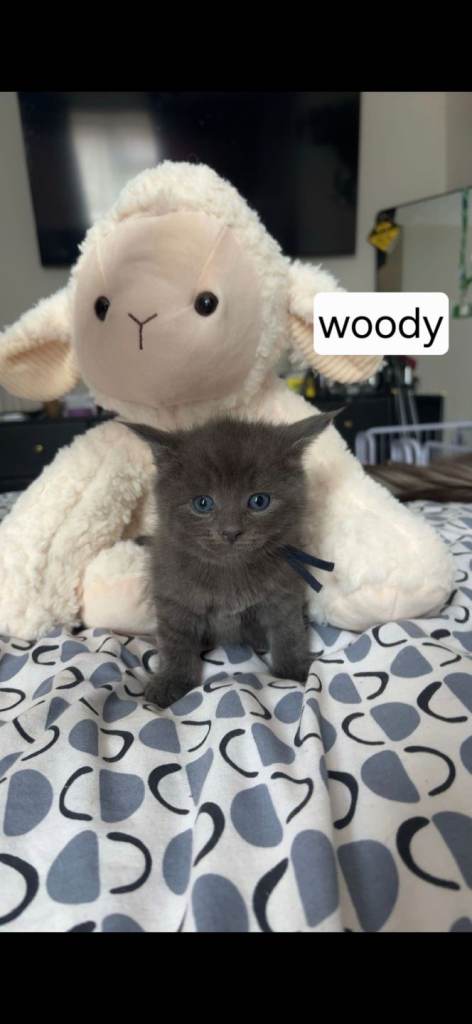 7 half mainecoon kittens | in Swanley, Kent | Gumtree