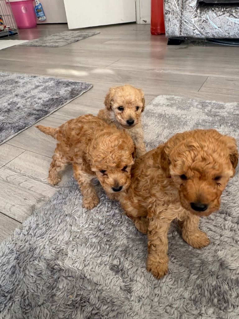 Adorable toy poodle puppies | in Welham Green, Hertfordshire | Gumtree