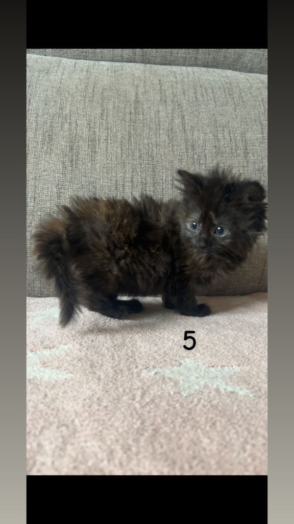 4 female kittens | in East Linton, East Lothian | Gumtree