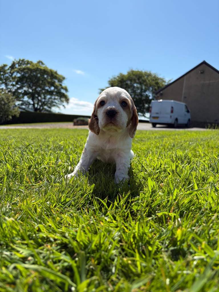 Cocker Pups for Sale | in Newmilns, East Ayrshire | Gumtree
