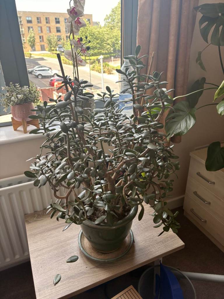 Large Healthy Jade Plant (Money Tree) in Green Pot - Also a Cheese Plan ...