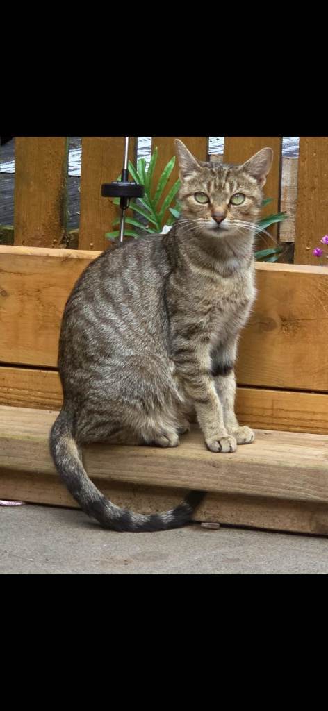 Beautiful kittens | in Chryston, Glasgow | Gumtree