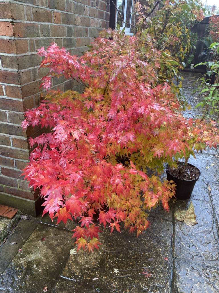 Spectacular Orange Dream Acer in gorgeous terracotta pot | in Surbiton ...