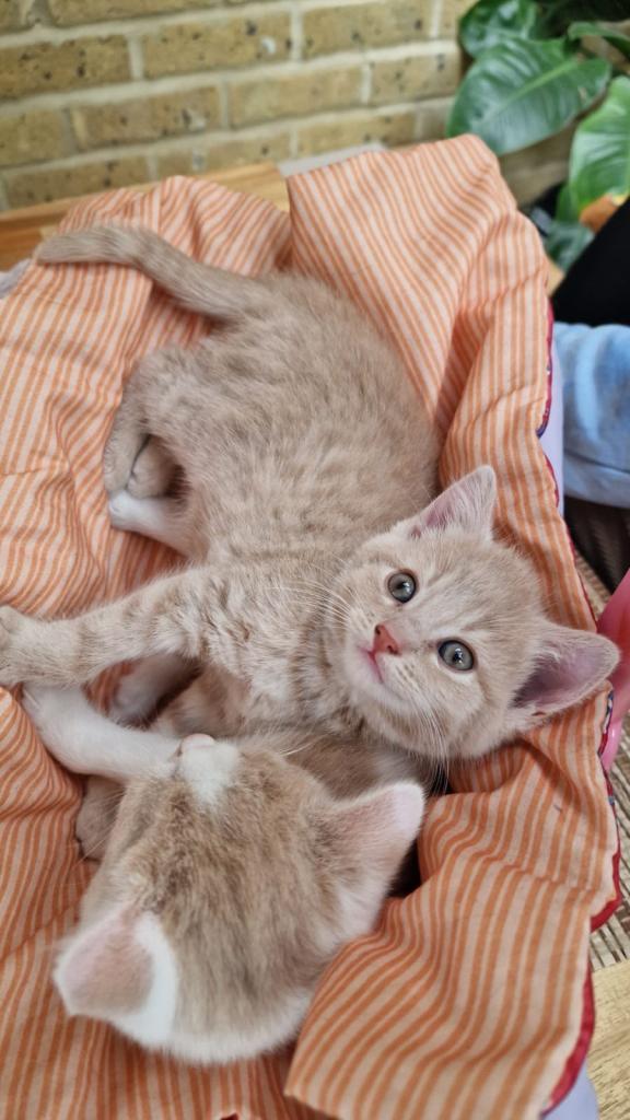 KITTENS LOOKING FOR A NEW HOME! | in Walthamstow, London | Gumtree