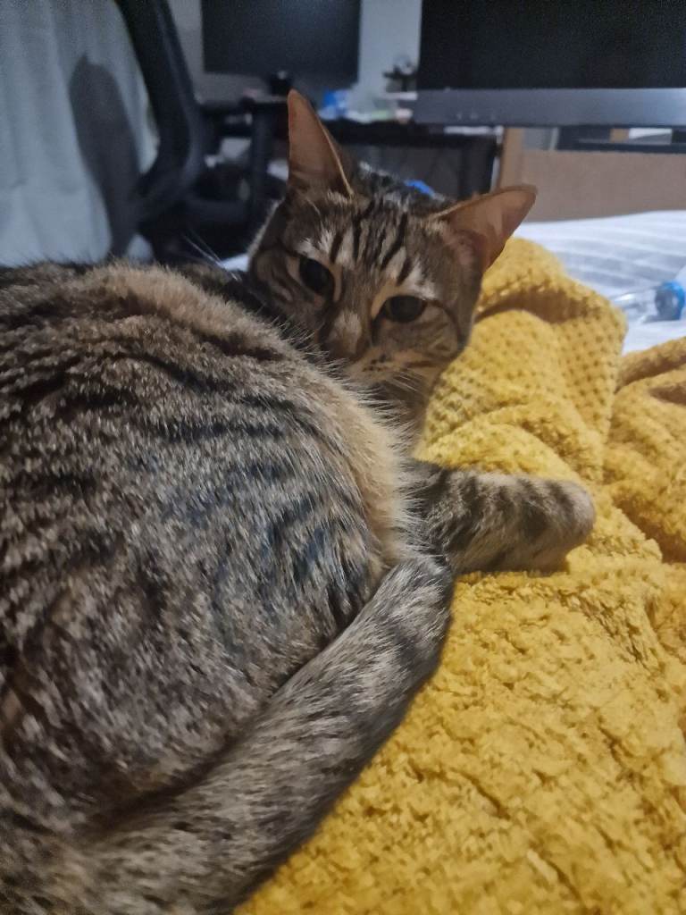 Beautiful Bengal Girl in need of a home | in Bournemouth, Dorset | Gumtree