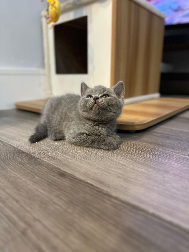 Adorable BSH kitties | in Barnet, London | Gumtree