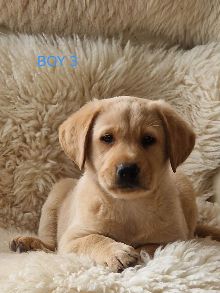 6 old English Labrador puppys | in Stourport-on-Severn, Worcestershire ...