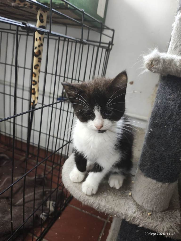 British short hair kittens | in Bridgwater, Somerset | Gumtree