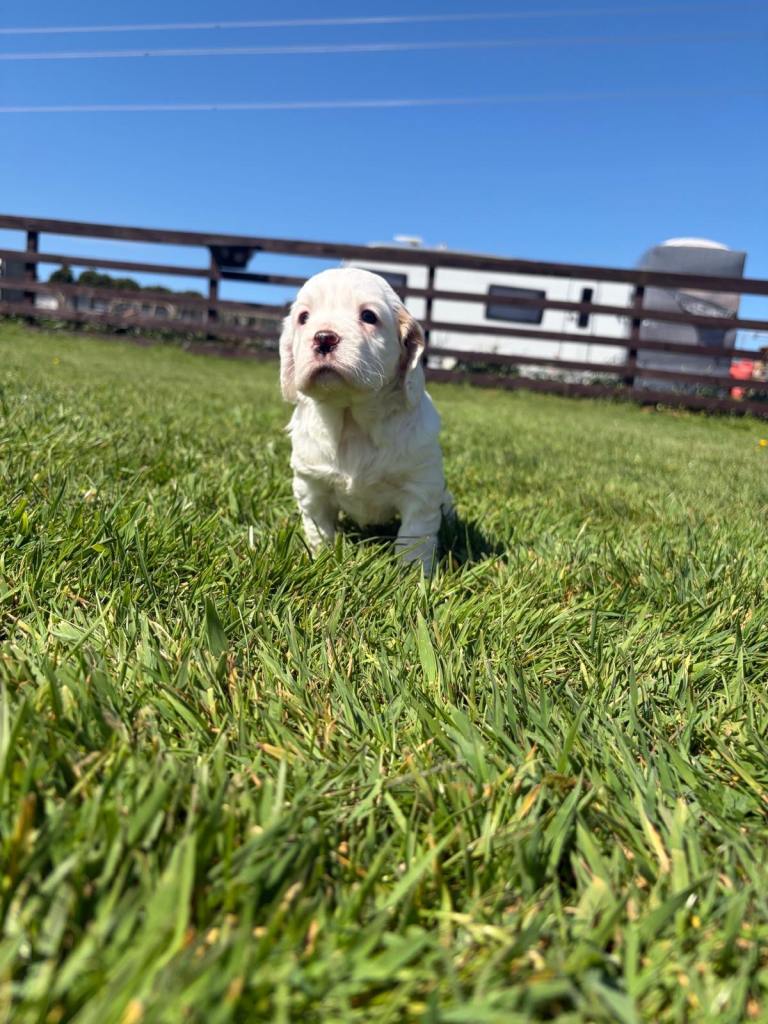 Cocker Pups for Sale | in Newmilns, East Ayrshire | Gumtree