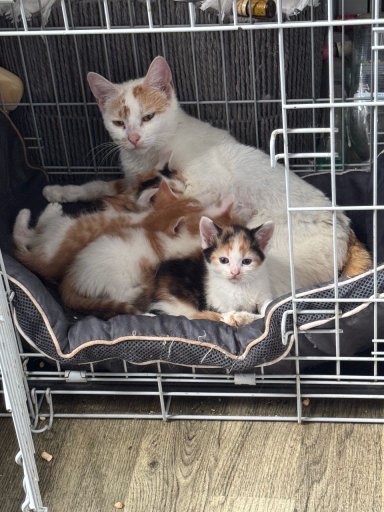 Beautiful kittens | in Tooting, London | Gumtree