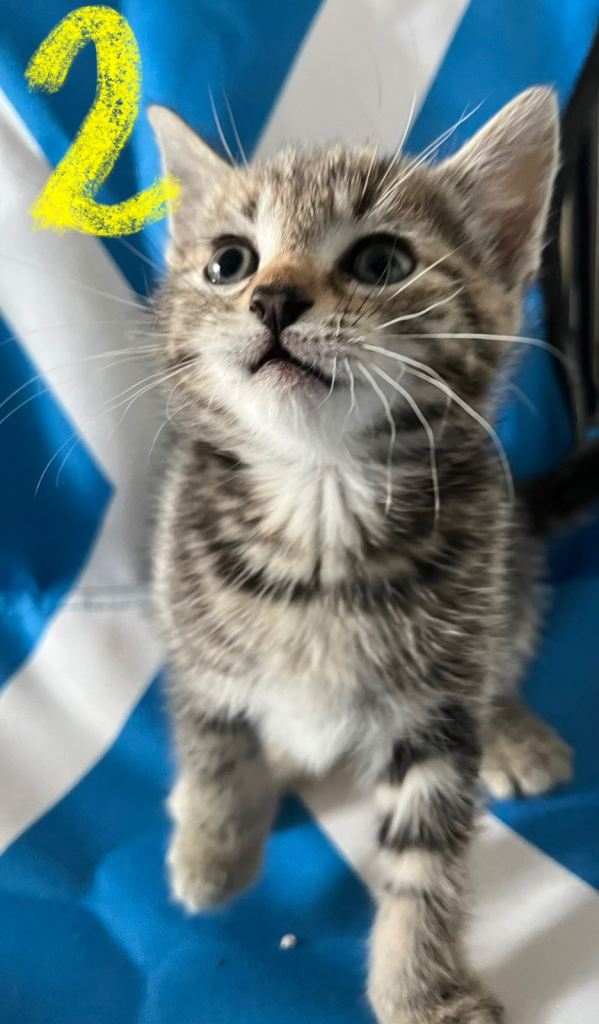 Tabby kittens | in East Craigs, Edinburgh | Gumtree