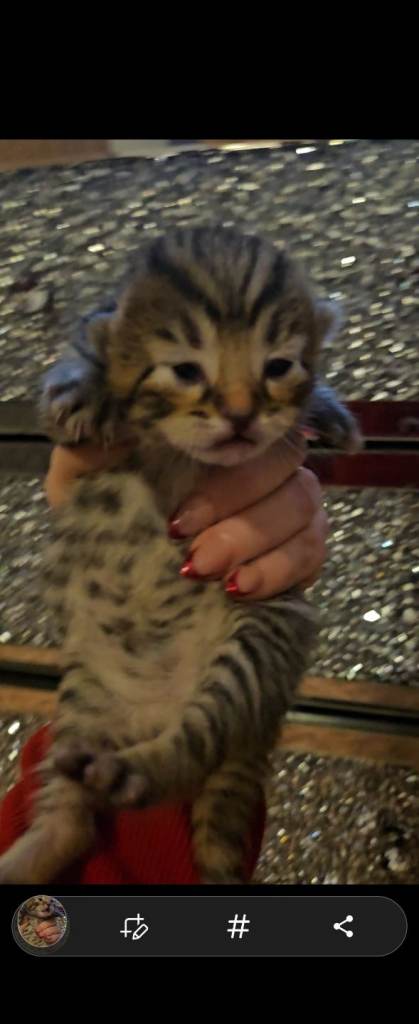 gorgeous girl tabby kittens | in Southside, Glasgow | Gumtree