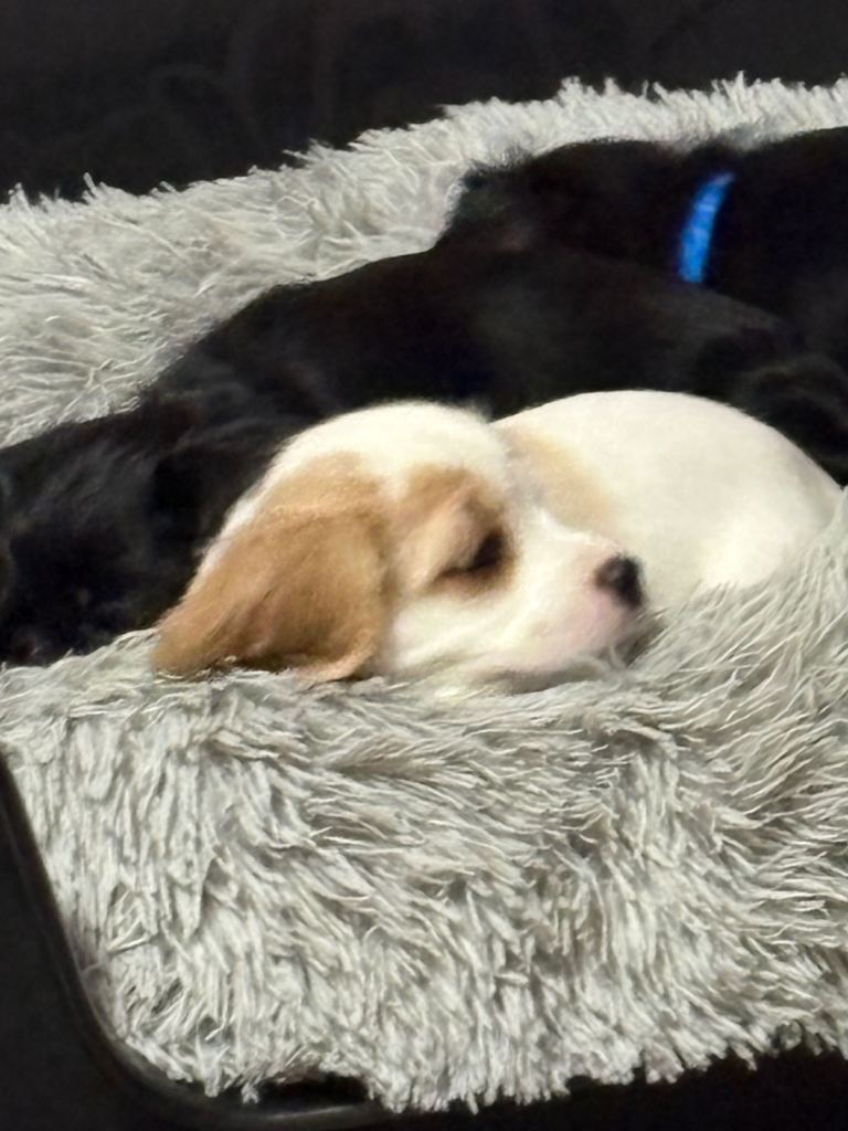 We have 6 puppies Cocker / Caviller King Charles Spaniels | in ...