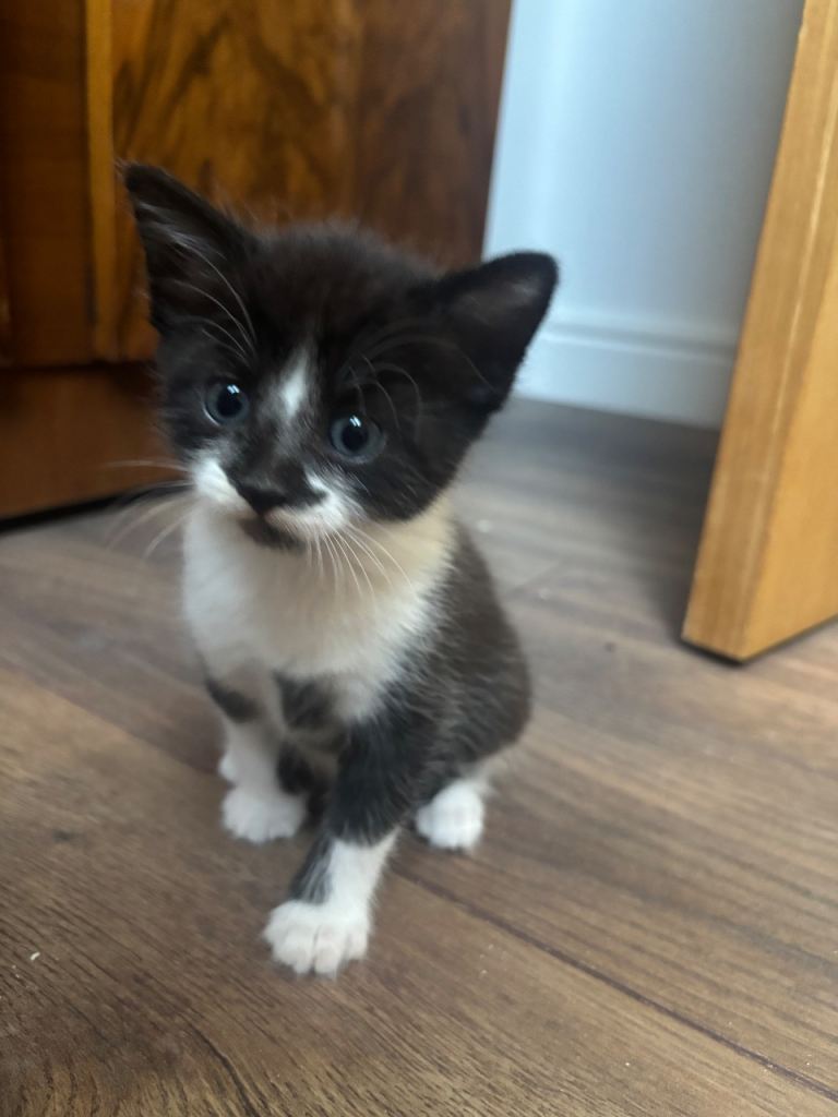 Black and white female kittens | in Derby, Derbyshire | Gumtree