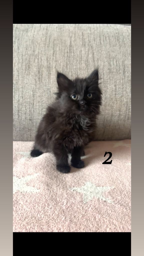 4 female kittens | in East Linton, East Lothian | Gumtree