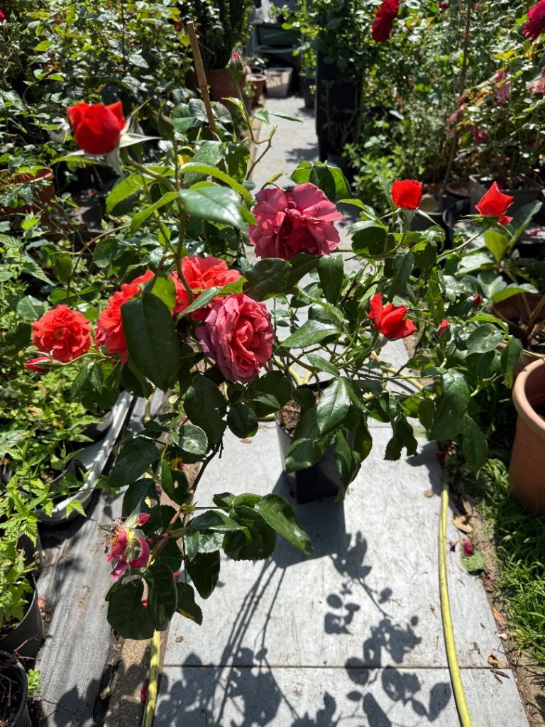Deep orange bush rose plant | in Newham, London | Gumtree