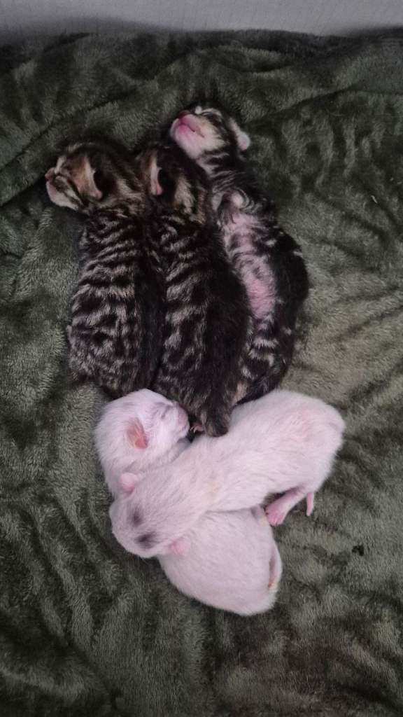 Beautiful domestic shorthair tabby kittens from a friendly family cats ...