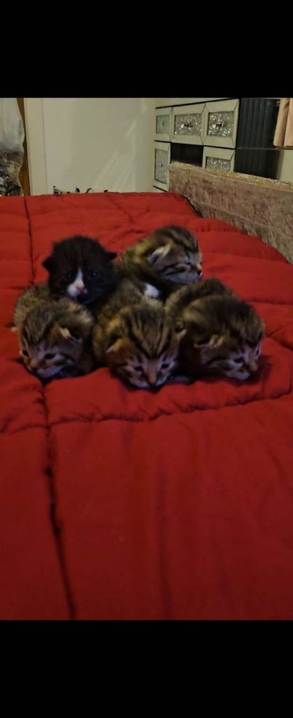 gorgeous girl tabby kittens | in Southside, Glasgow | Gumtree