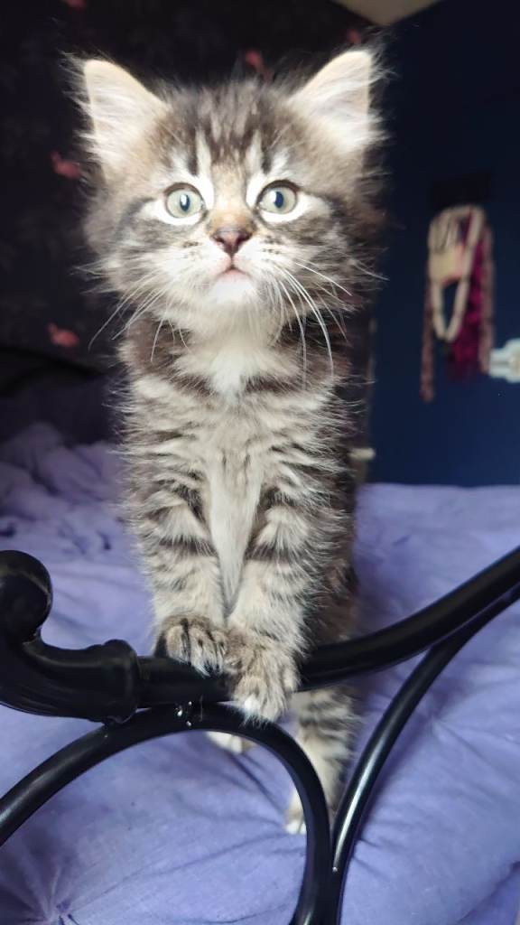Beautiful kittens. | in Lowestoft, Suffolk | Gumtree