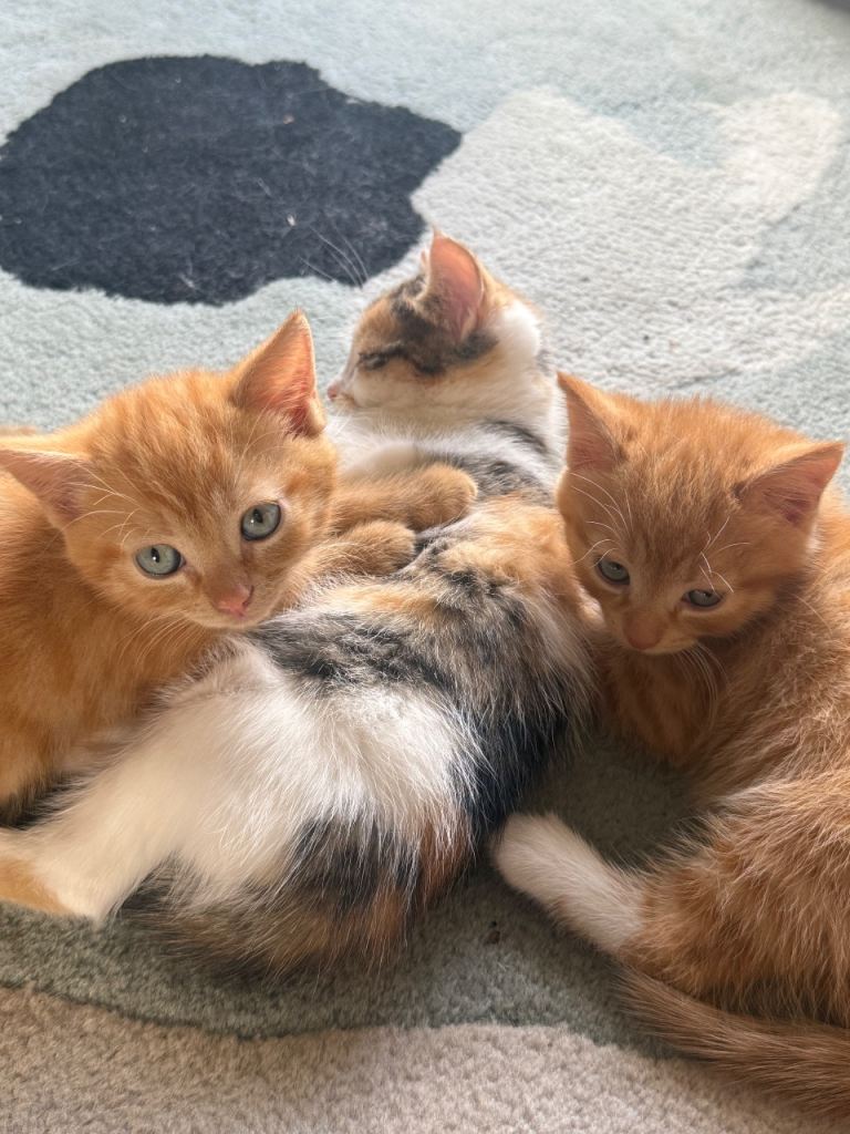 Kittens | in Gilmerton, Edinburgh | Gumtree