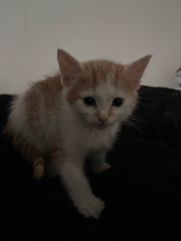 Vaccinated Kittens for sale | in Eltham, London | Gumtree