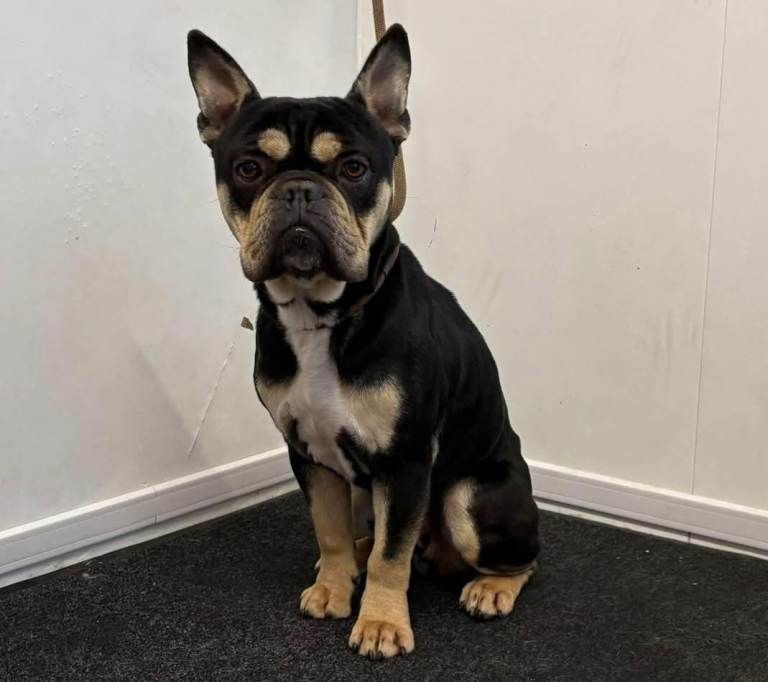 Pets for Sale in Belfast - Gumtree