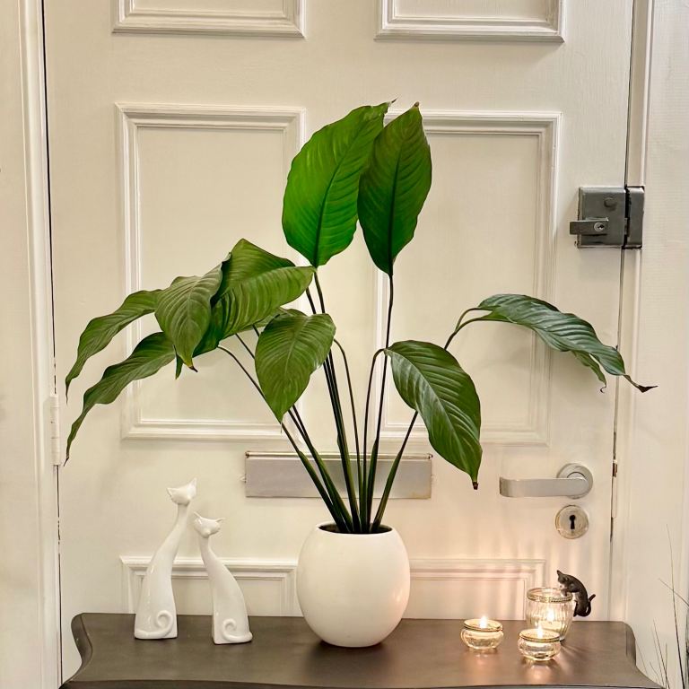 Large leaf white flowering peace lily plant ceramic white oval pot ...