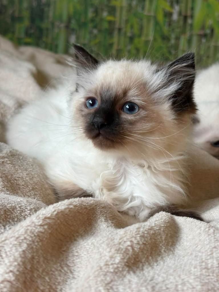Boy Ragdoll kittens | in Aberdeen | Gumtree