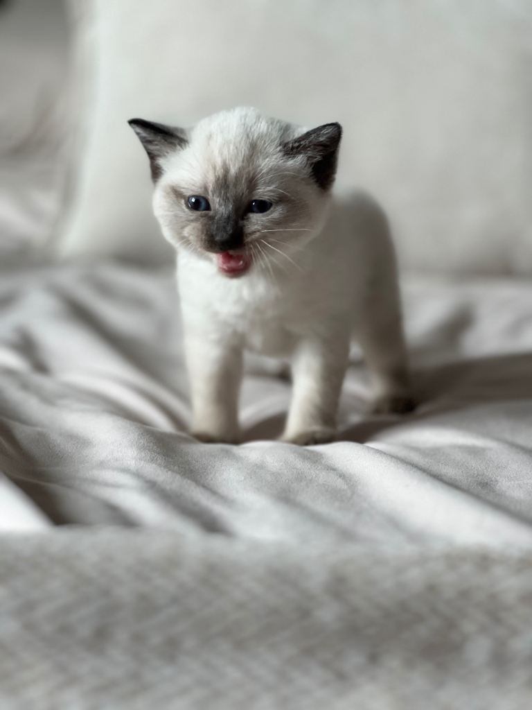 Ragdoll kittens | in Edinburgh City Centre, Edinburgh | Gumtree