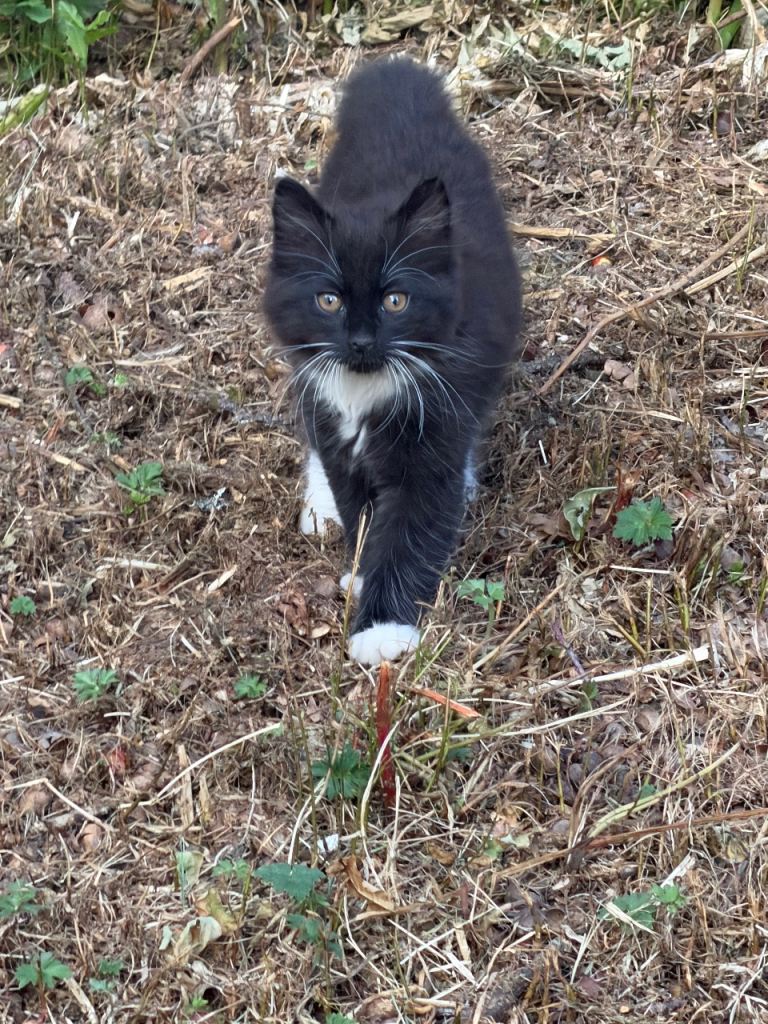 Beautiful kittens | in Crawley, West Sussex | Gumtree