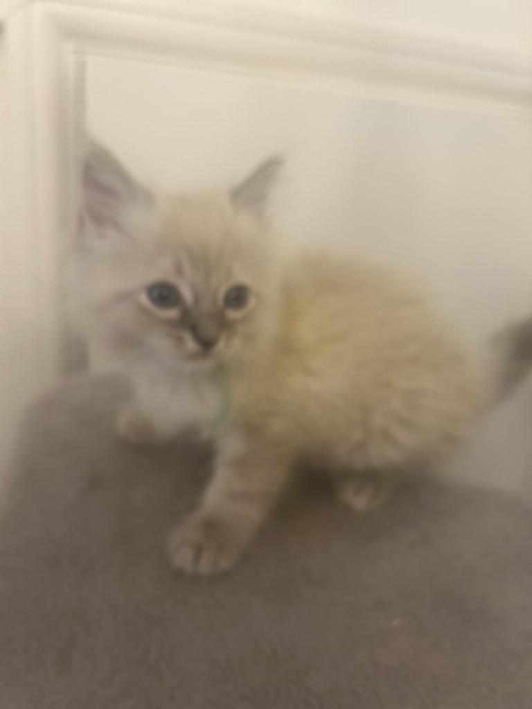Stunning Ragdoll Kittens Rare Lynx | in Watford, Hertfordshire | Gumtree