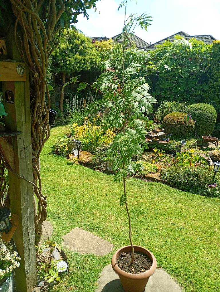 Mountain Ash Tree | in Liverpool, Merseyside | Gumtree