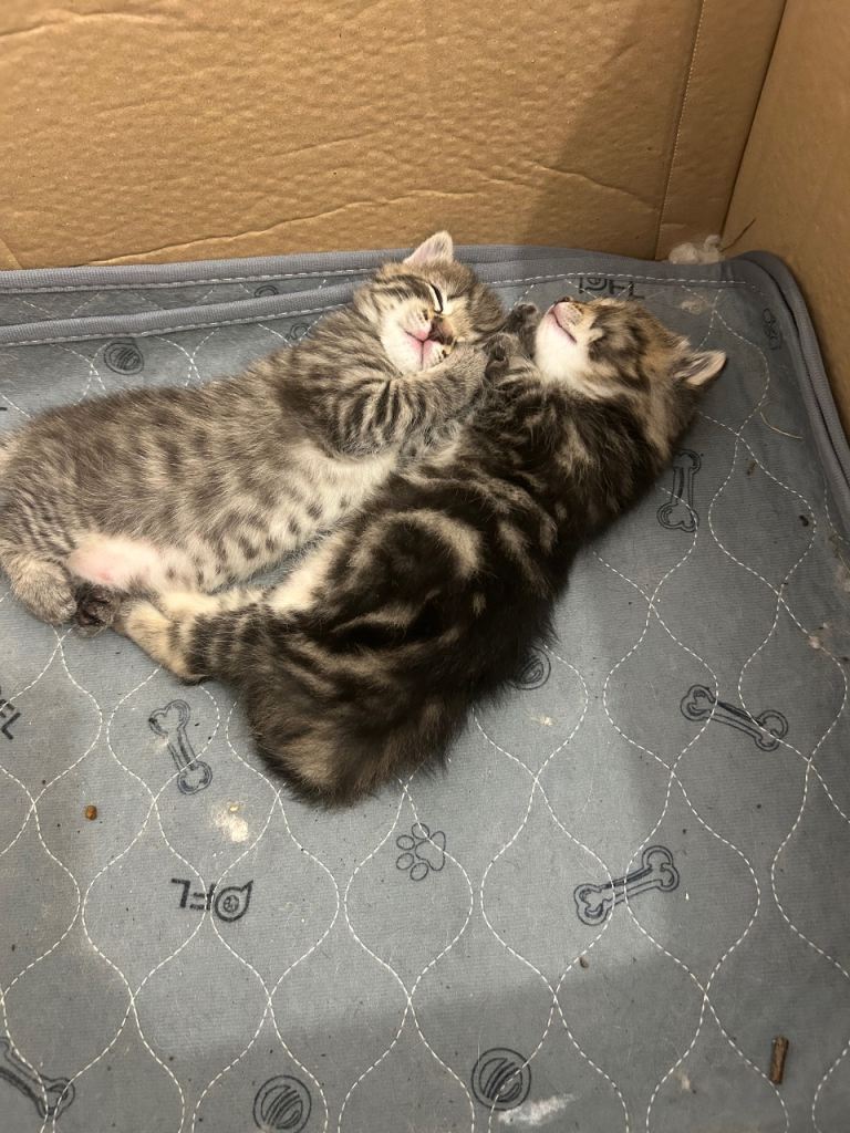 Half ragdoll kittens for sale | in Didcot, Oxfordshire | Gumtree