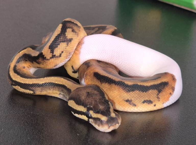 Female Leopard Pied (possible Phantom) in Exeter | in Exeter, Devon ...
