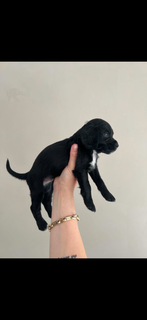 Beautiful cocker spaniel puppy’s 🤩 | in Spennymoor, County Durham | Gumtree