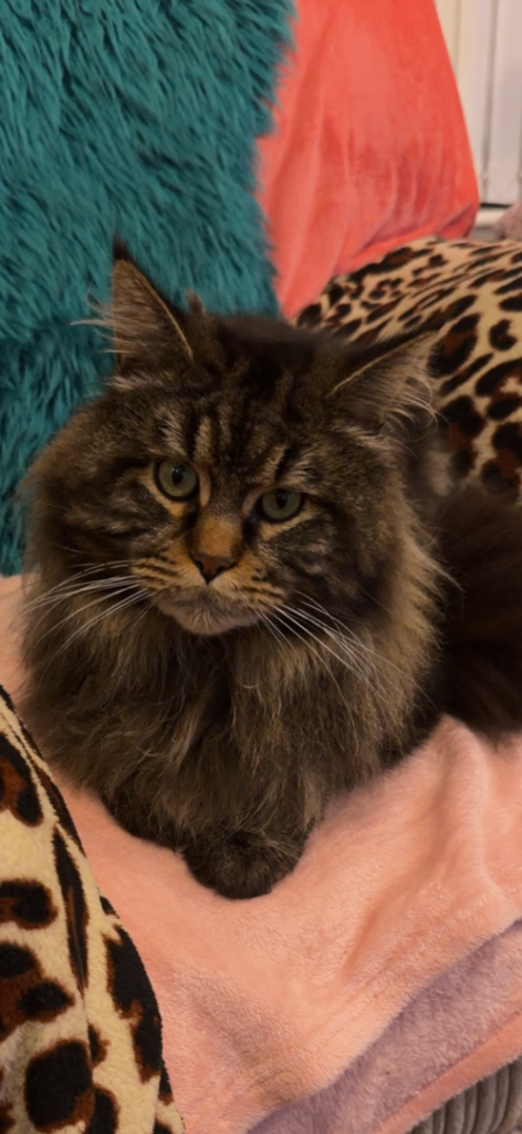 Maine coone kittens | in Randalstown, County Antrim | Gumtree