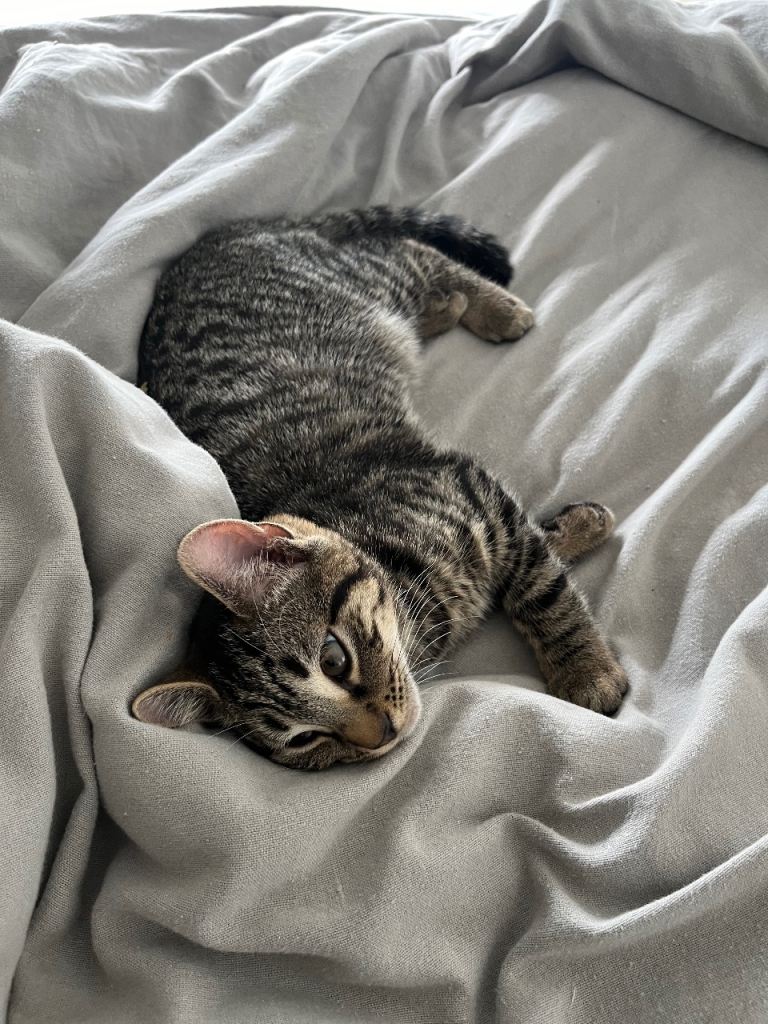Tabby Kittens | in Lewisham, London | Gumtree