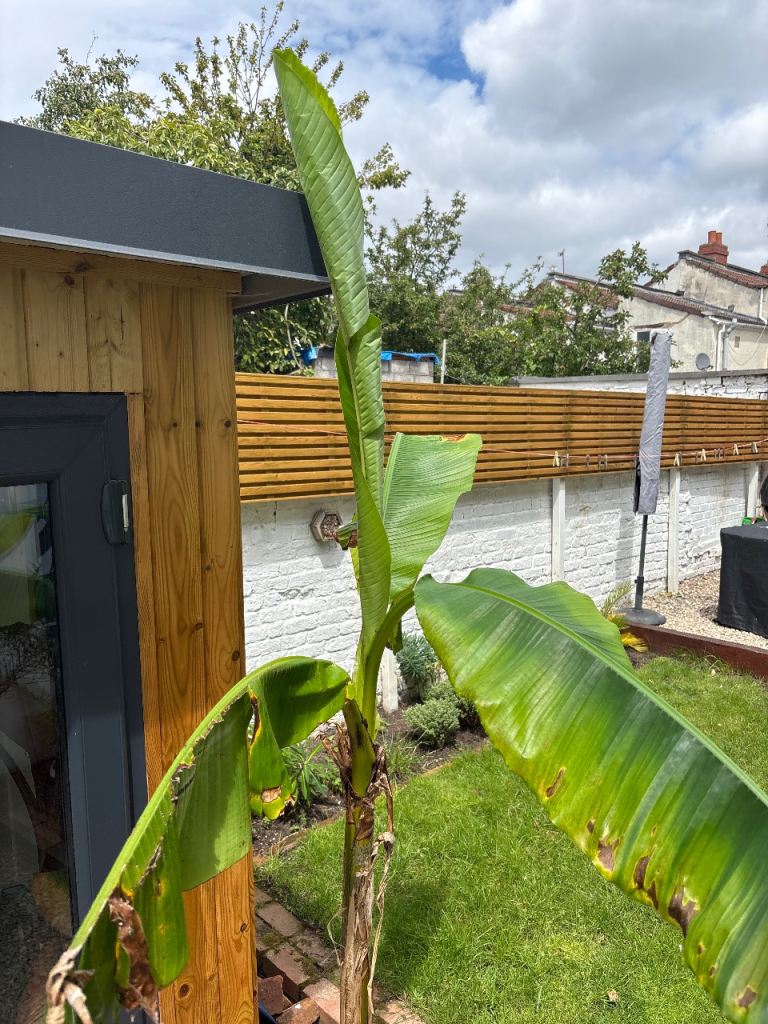 4ft Banana Plant Pot Included | in Easton, Bristol | Gumtree